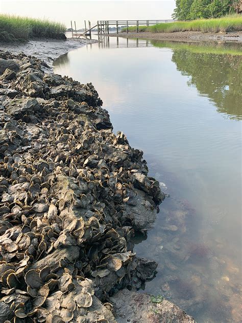 The Oyster Estuary Magazine For People Who Care About The