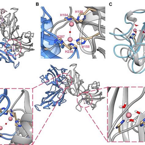 Crystal Structure Of Co Slac A The Threefold Symmetric Co Slac