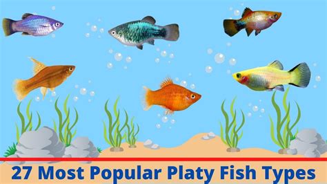 Platy Fish Types