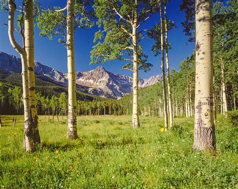 Bosque Nacional De Uncompahgre Banco De Fotos E Imágenes De Stock
