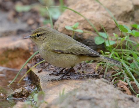 Common Chiffchaff