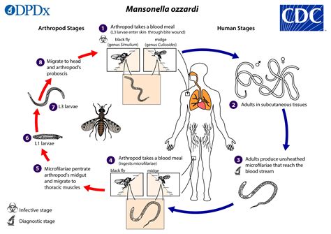 Loa Loa Life Cycle