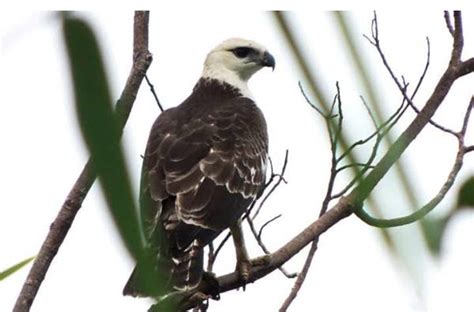 Mengenal Flora Dan Fauna Langka Di Taman Nasional Kelimutu