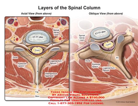 Medical Exhibits Demonstrative Aids Illustrations And Models
