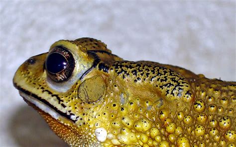 Tubby Toad Ray Cannons Nature Notes