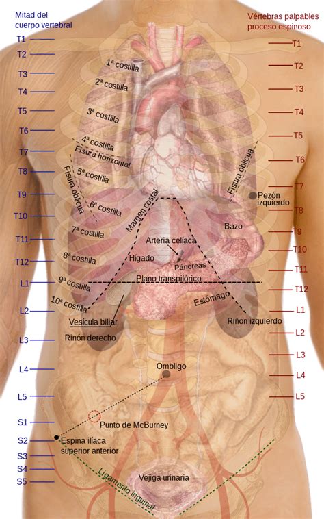 Transpyloric Plane Anatomy Practical 3 Flashcards Quizlet