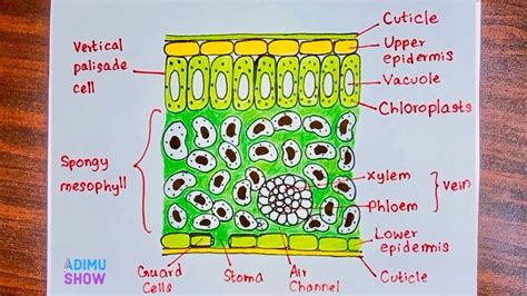 how to draw a cross section of a leaf 🌿🍃🌱 step by step drawing