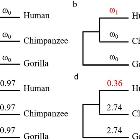 Different Branch Models Were Compared To Address Whether The Human