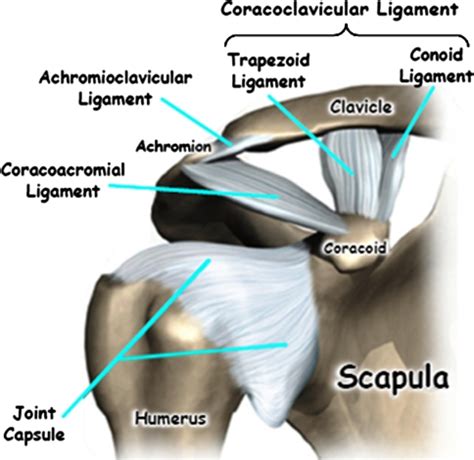Anatomyexpert Acromioclavicular Joint Structure Detail Anatomy And