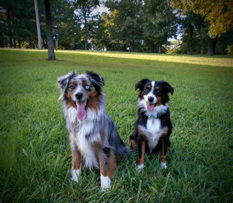 Mini Aussie Adult