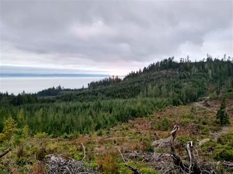 Discover Funky Forest In Shirley Bc Your Private Nature Retreat