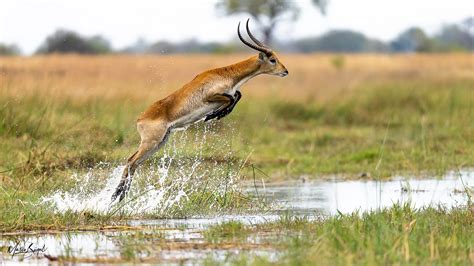 Red Lechwe Aus Dem Okavango Delta Foto And Bild Tiere Wildlife