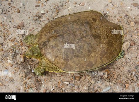 An Adult Female Spiny Softshell Apalone Spinifera From The Intergrade Zone With A S