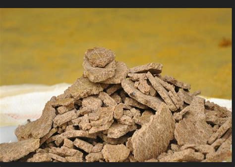 Pongamia And Karanja Cake In Chennai Tamil Nadu Pongamia And Karanja Cake Pongamia Oil Cake