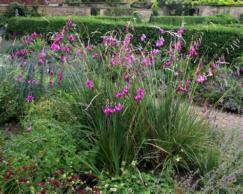 Dierama Pulcherrimum Gardensonline
