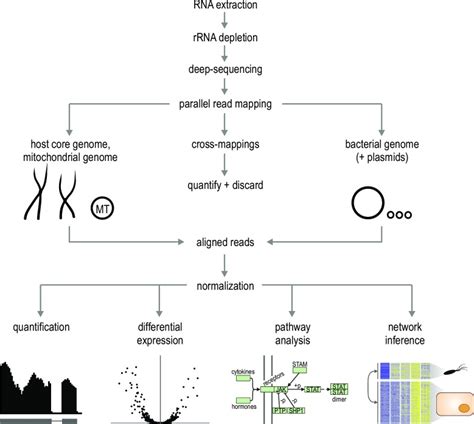 Resolving Host Pathogen Interactions By Dual Rna Seq Pmc