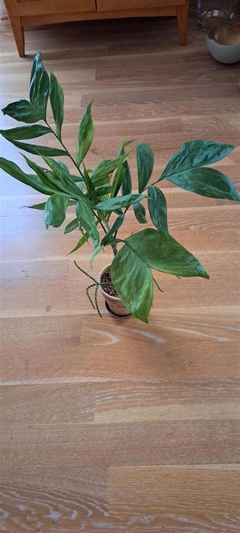 Id Please Discussing Palm Trees Worldwide Palmtalk