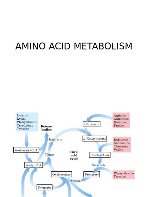 Amino Acid Synthesis Anddegradation Pdf