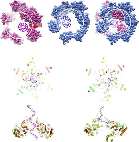 A Comparison Of Protein Dna Interactions In The Double Hexamer And In