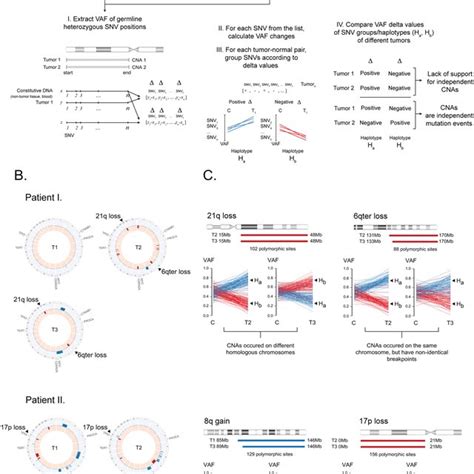 Variant Allele Frequency Distributions Of Somatic Mutations Download Scientific Diagram