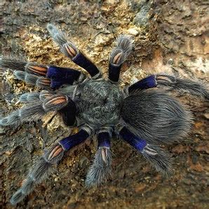 Rare Species Exotics Unlimited