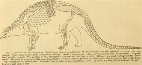 All About Nodosaurus