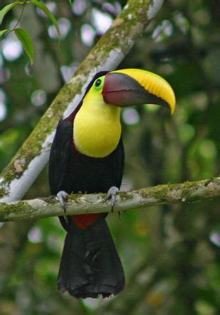 Chestnut Mandibled Toucan Arts Of The Life