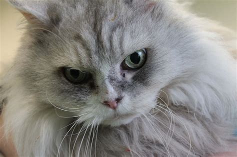 About Us The Hyperthyroid Cat Centre