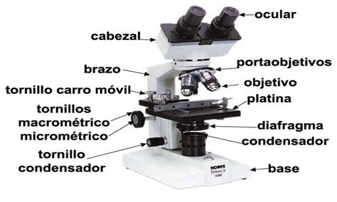 Pin en Microscopio imágenes surreales