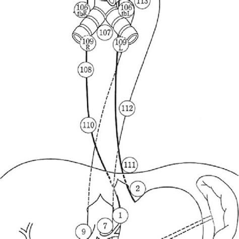 Naming Of Regional Lymph Nodes By The Japanese Society For Esophageal