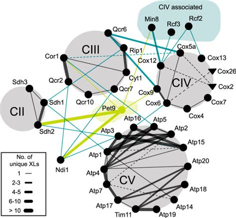 A Cross Linking Mass Spectrometry Approach Defines Protein Interactions In Yeast Mitochondria Pmc