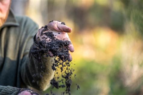 Premium Photo University Babe Conducting Research On Forest Health Farmer Collecting Soil
