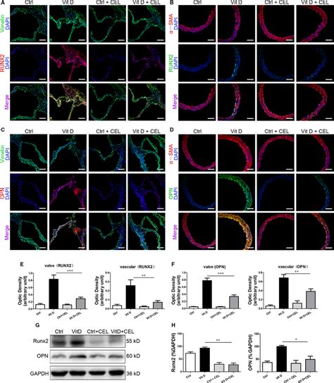 Cel Inhibits The Expression Of Runx2 And Opn A And B Representative