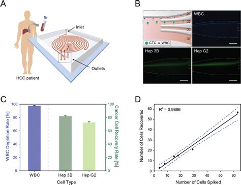 Characterization Of The Labyrinth Device With Hcc Cell Lines A Ctc