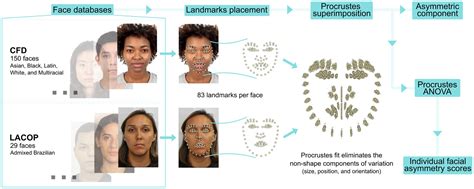 Frontiers Facial Morphometric Differences Across Face Databases Influence Of Ethnicities And Sex