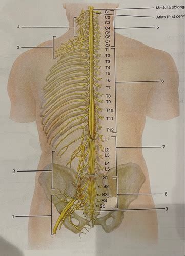 Posterior View Of The Four Spinal Plexuses Flashcards Quizlet