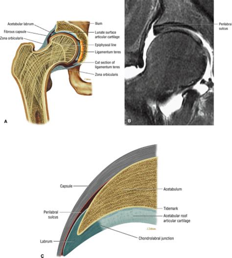The Hip Musculoskeletal Key