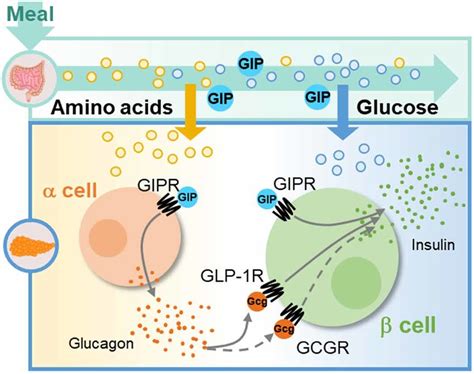February 2025 Obesity And Weight Loss Antibody Drugs