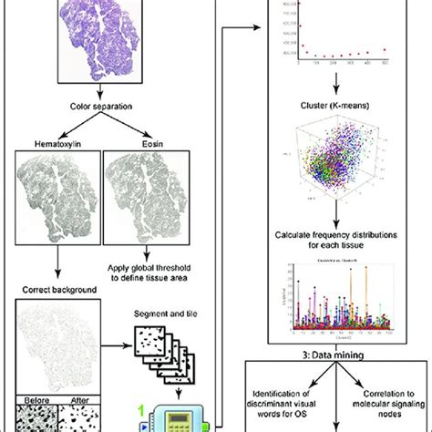 Schematic Of The Analytical Workflow The Overall Workflow Used In This Download Scientific