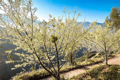 ดอกพญาเสือโคร่งสีขาวบานแล้ว ที่ไร่ชา 2000 ดอยอ่างขาง จ เชียงใหม่