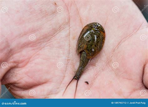 Triops Cancriformis Or Tadpole Shrimp Is A Species Of Tadpole Shrimp