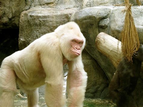 神秘的で美しい！白いアルビノ動物たち、15選【n】ミライノシテン