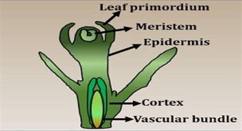 Meristem Part Of Plant Download Scientific Diagram