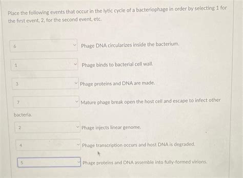 Solved Place The Following Events That Occur In The Lytic