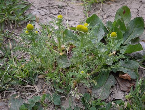 Matricaria discoidea - Изображение особи - Плантариум
