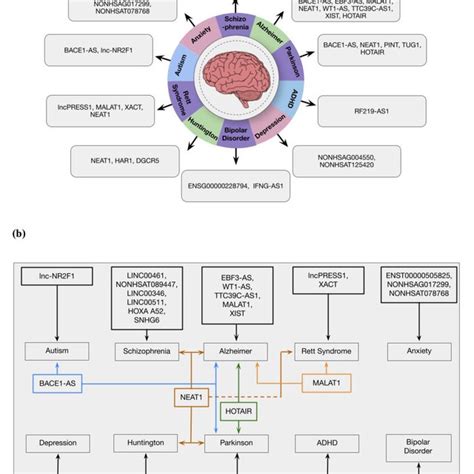 Human Disease Associated A Lncrnas And B Their Interconnectedness Download Scientific