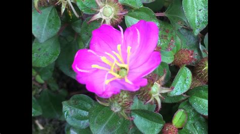 知足最快樂 3 Youtube