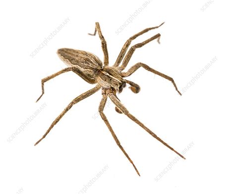 Nursery Web Spider Stock Image C0419136 Science Photo Library
