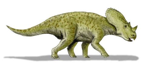 Ceratops Pictures And Facts The Dinosaur Database