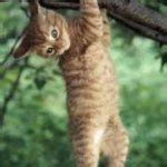 Cat Hanging From Tree Meme Generator Imgflip